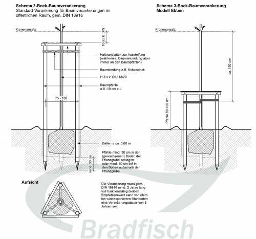 Aktuelles aus der Baumschule | Bradfischblog